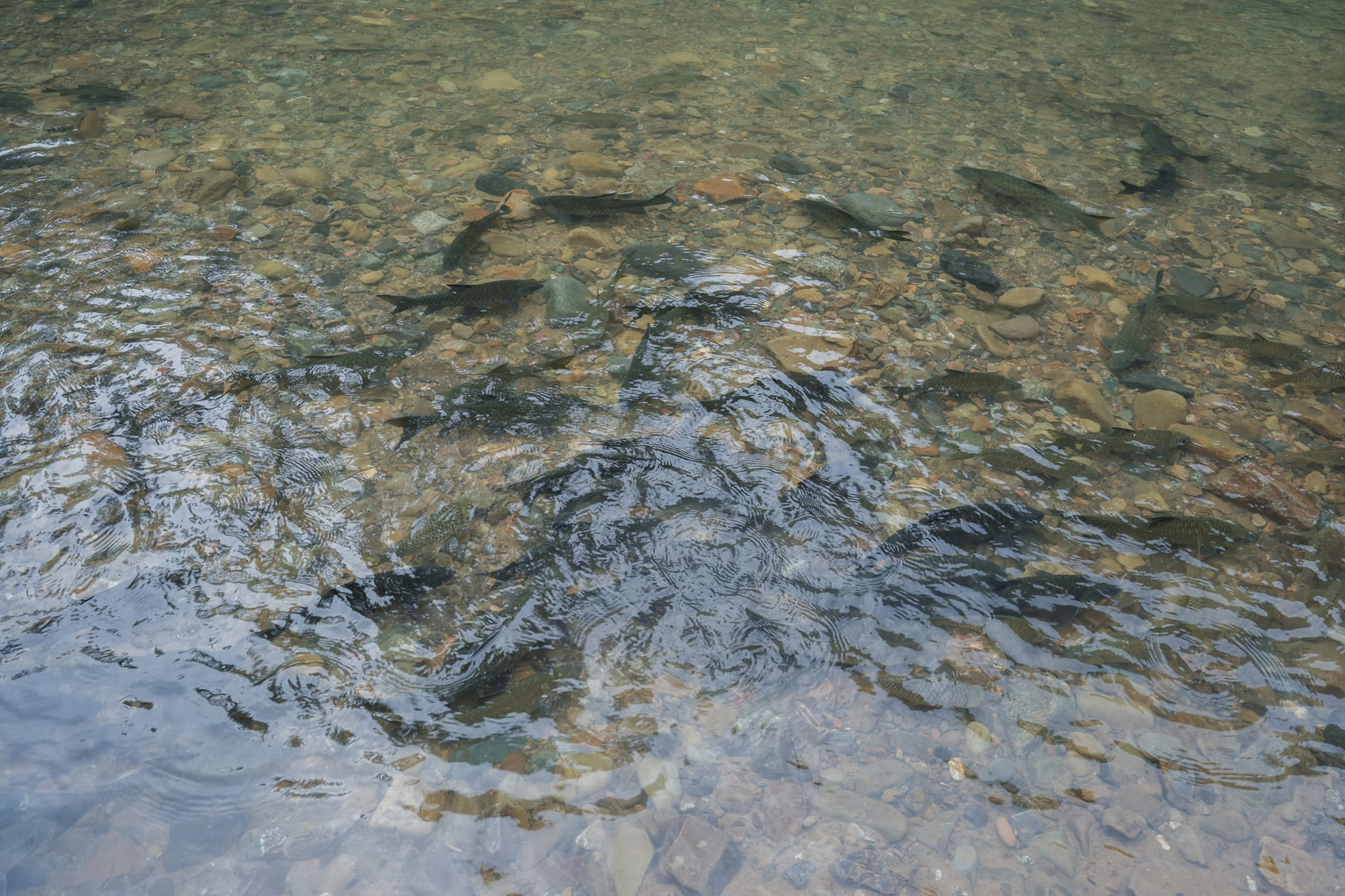 20+ Tempat Menarik di Kundasang [UPDATED]